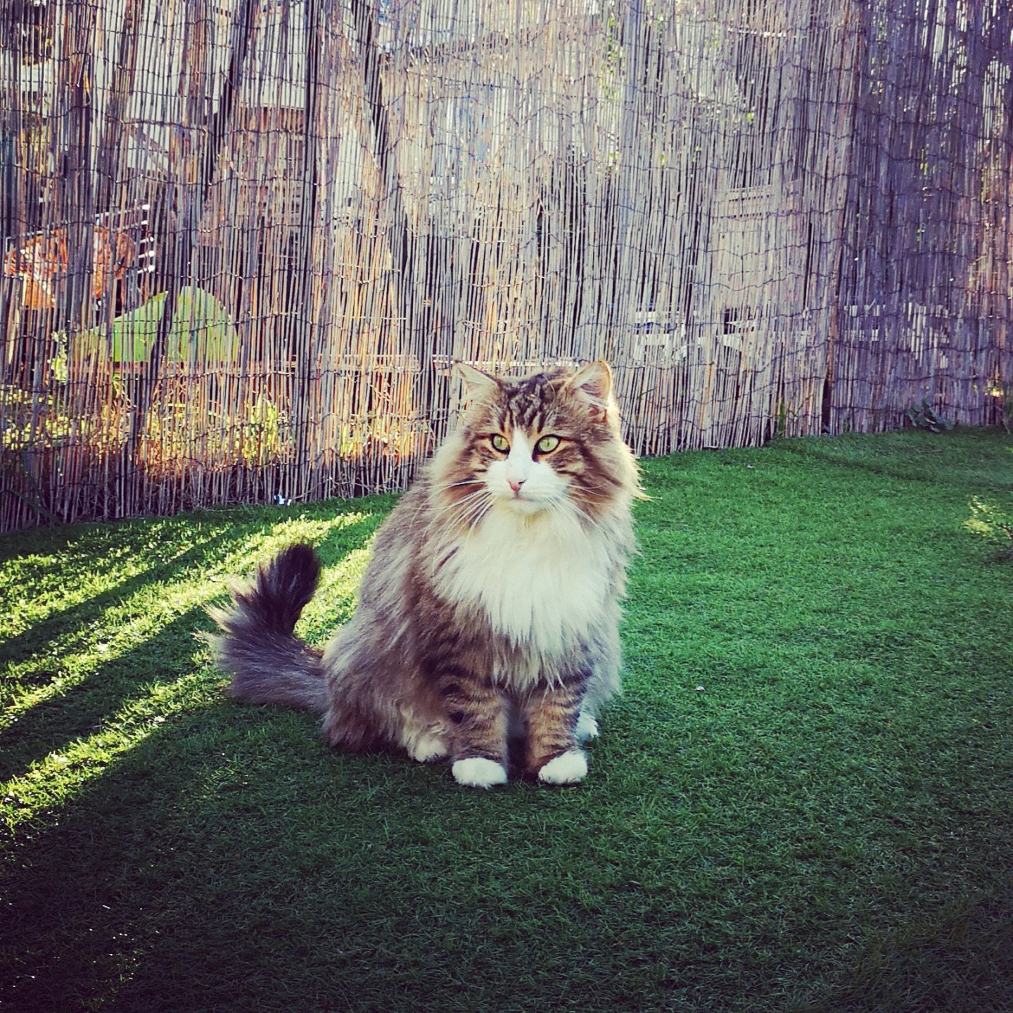 Nemo - Chat Norvégien Bouches-du-Rhône | La Maison Artémis